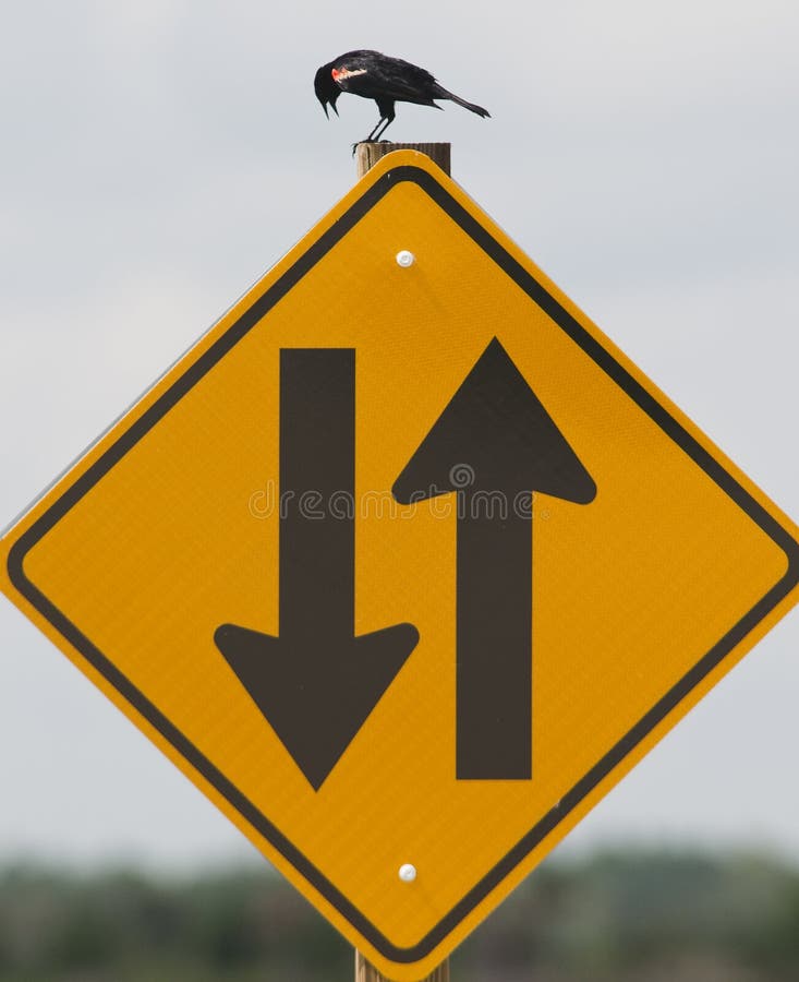 Sign confusing bird stock image. Image of signpost, details - 9660127