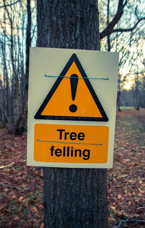 Sign Danger Tree Felling on Tree in Forest Stock Image - Image of ...