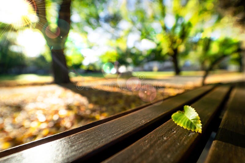 Sign of the Fall Season. Fallen Green Leaf Alone on the Bench Under ...