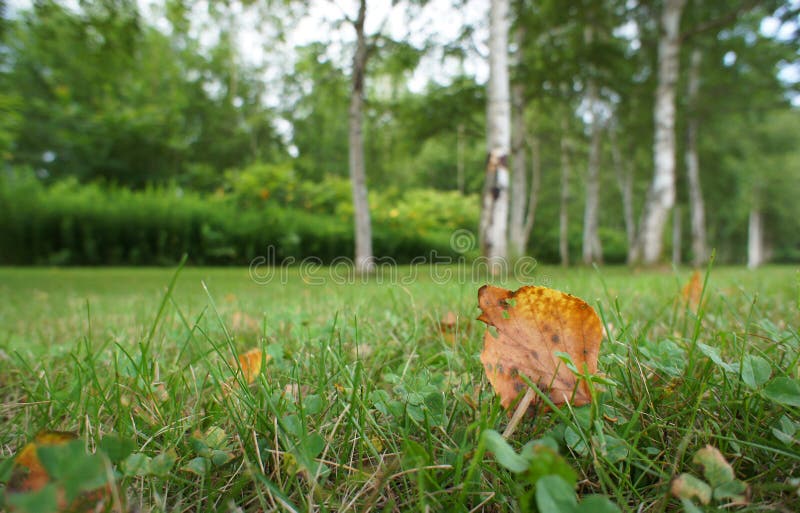 Sign of fall stock photo. Image of field, nature, turf - 33424402