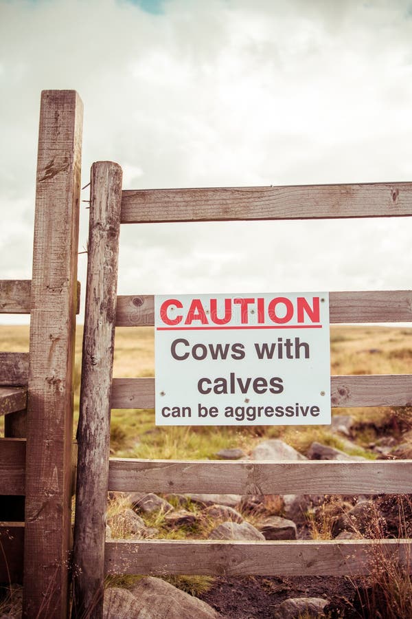 A Sign on the Gate Reads "Caution: Cows with Calves Can Be Aggressive ...