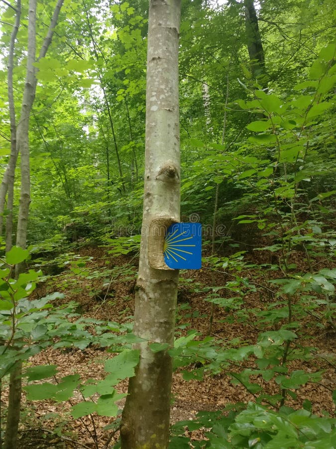 Sign for Jacobs Path in the Forest in Bavaria Stock Image - Image of ...