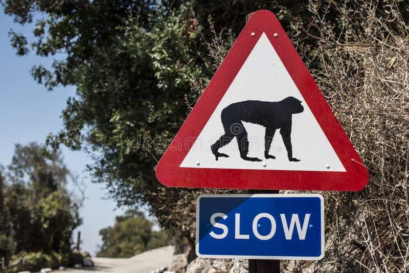 Sign monkey stock image. Image of monkeys, icon, face - 137995827