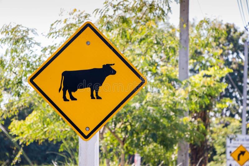 Sign Showing for Beware Cow on the Road Stock Photo - Image of sign ...