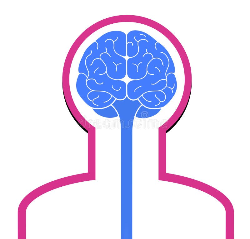 Brain Front View Cartoon Stock Illustrations – 152 Brain Front View ...