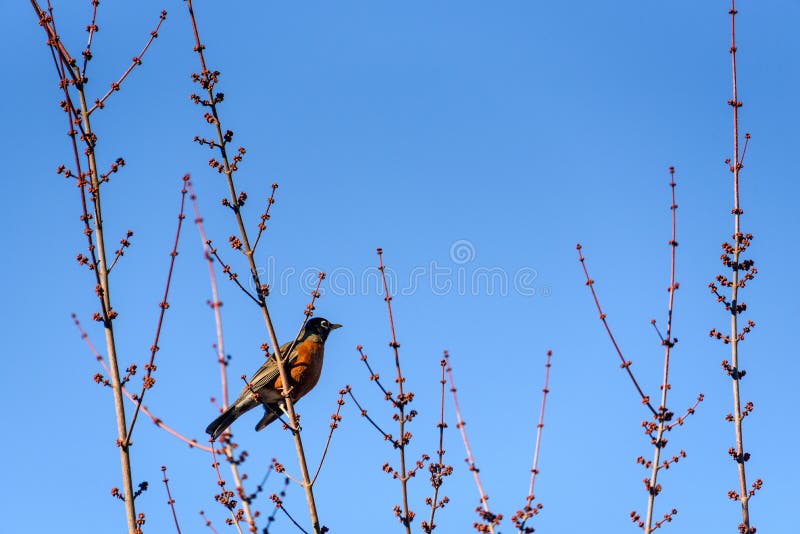 Sign of Spring, American Robin Perched in a Tree with Fresh Spring Buds ...