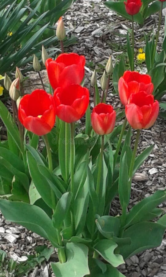 Sign of Spring stock image. Image of flower, beautiful - 90957699