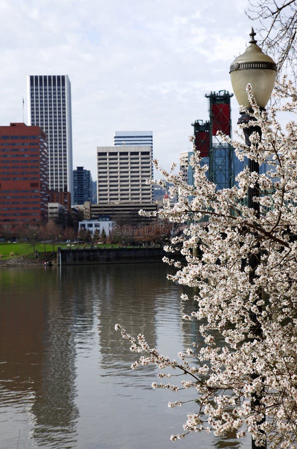 Sign of Spring, Portland Oregon. Stock Image - Image of murky, overcast ...