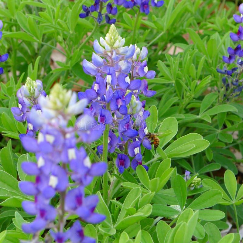 Bluebonnets in Texas stock image. Image of sign, texensis - 257362941