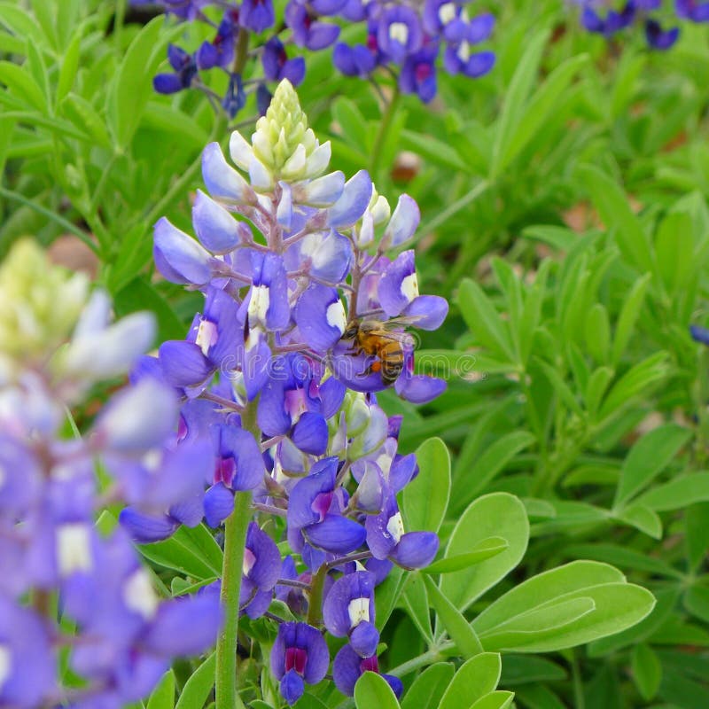 Texas bluebonnet with bee stock image. Image of flower - 257362945