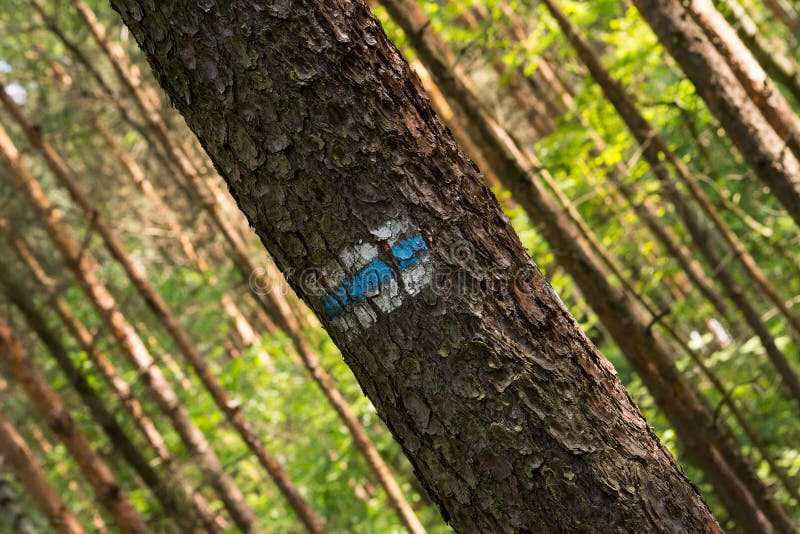 Sign on the tree stock image. Image of green, tree, poland - 55507409