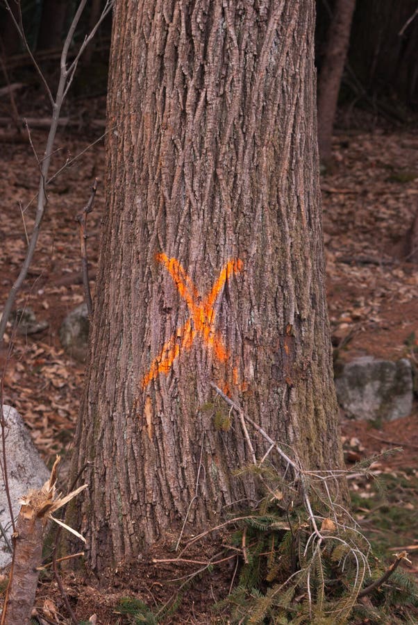 Orange Cross Sign Spray Paint for Felling of a Tree Stock Image - Image ...