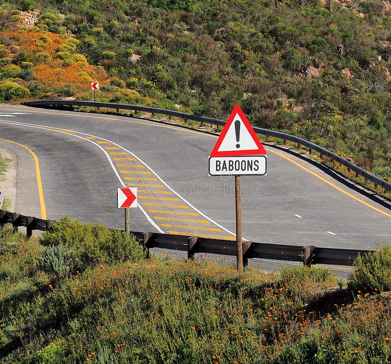 Baboons Warning Sign at South Africa Stock Image - Image of road, sign ...