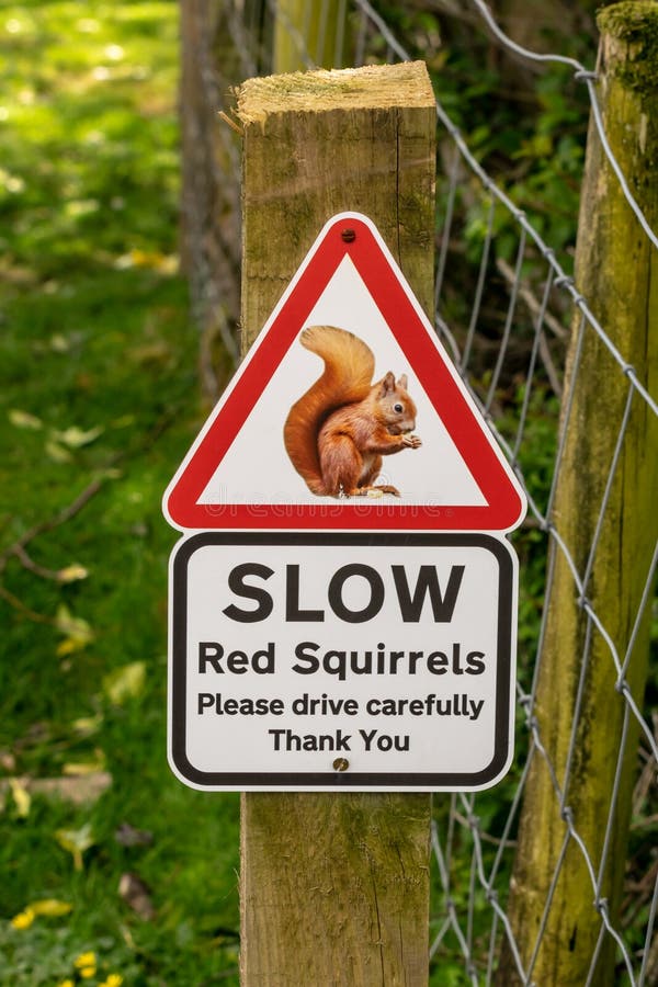 Red Squirrels Slow Down Beware Road Sign in Lake District Uk Stock ...