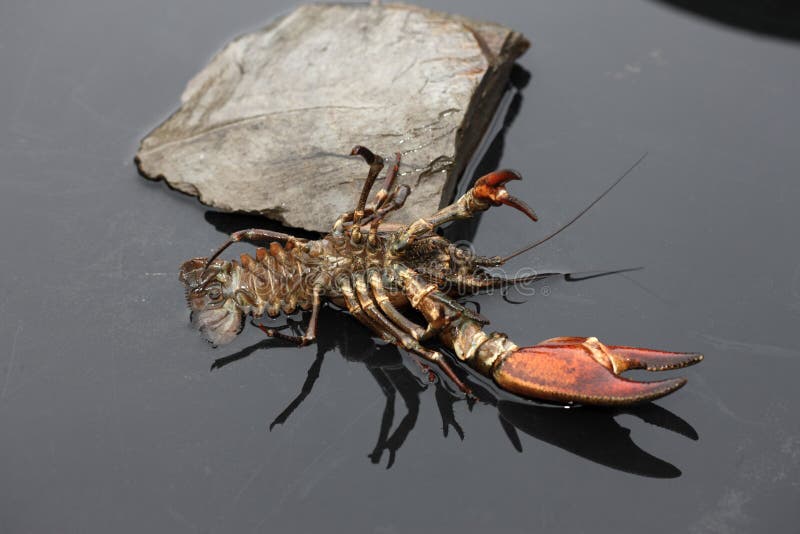 Signal Crayfish, Pacifastacus Leniusculus Stock Photo - Image of river ...