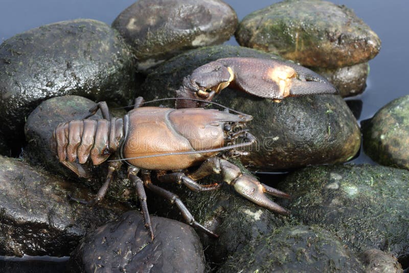 Signal Crayfish, Pacifastacus Leniusculus Stock Image - Image of pest ...