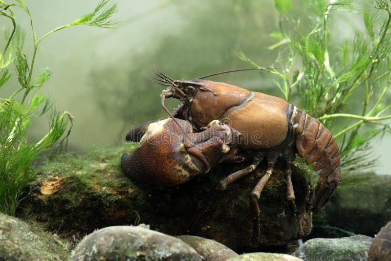 Signal Crayfish, Pacifastacus Leniusculus Stock Image - Image of pest ...