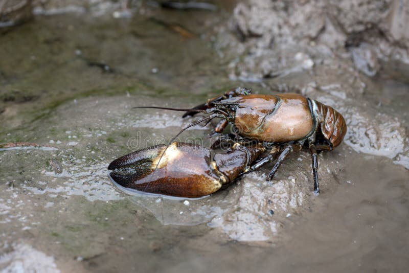 Signal Crayfish, Pacifastacus Leniusculus Stock Image - Image of stream ...