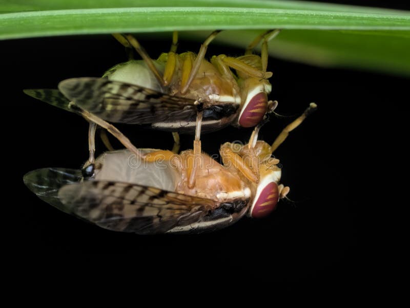 Signal Fly Mating Under the Leaf Seen from Side Stock Photo - Image of ...