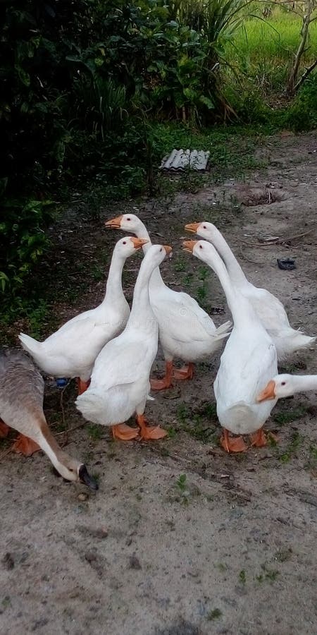 Signal goose stock image. Image of gods, parentes, taking - 265640453