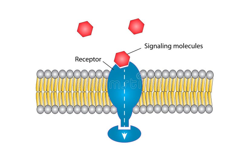 Receptor Bind Stock Illustrations – 57 Receptor Bind Stock ...