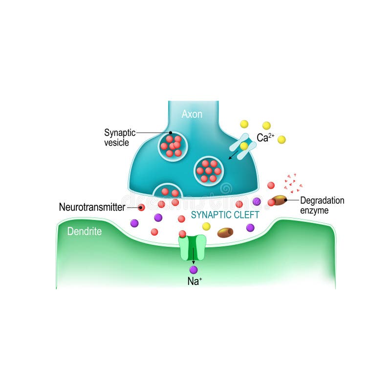 Synaptic Transmission. Structure of Chemical Synapse Stock Vector ... Synaptic Transmission. Structure of Chemical Synapse Stock Vector ...