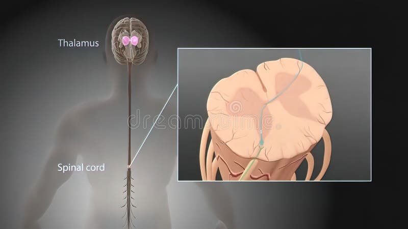Signals from the Spinal Cord and Transmitted To the Brain Stock ...