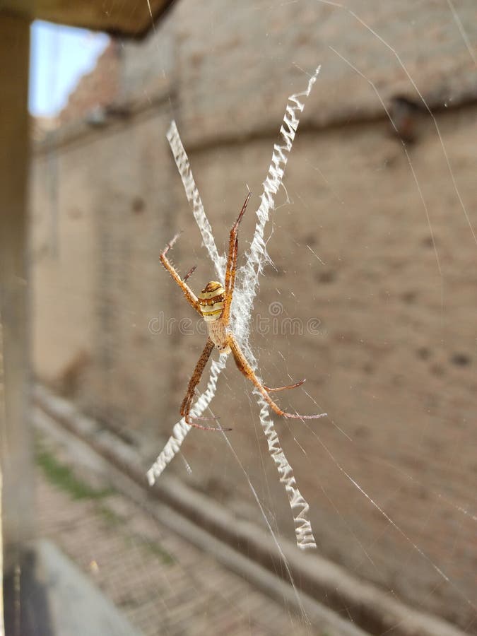 Signature Spider in Its Web Stock Image - Image of animal, frost: 218930747