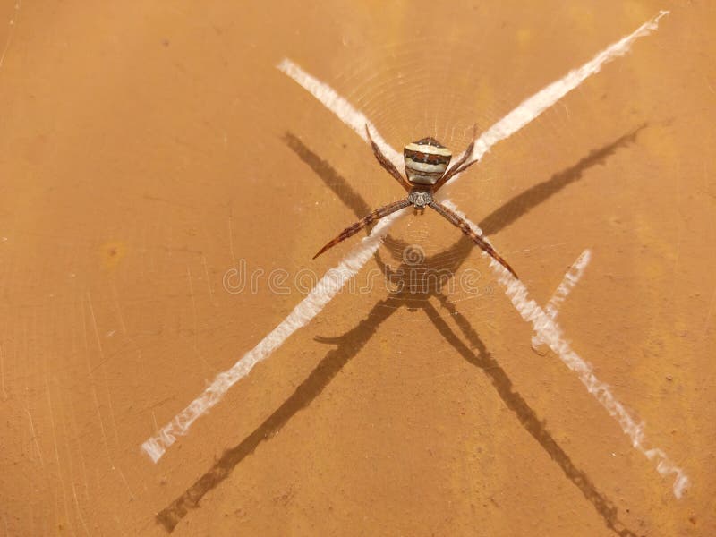 A signature spider in web stock photo. Image of signature - 214591508