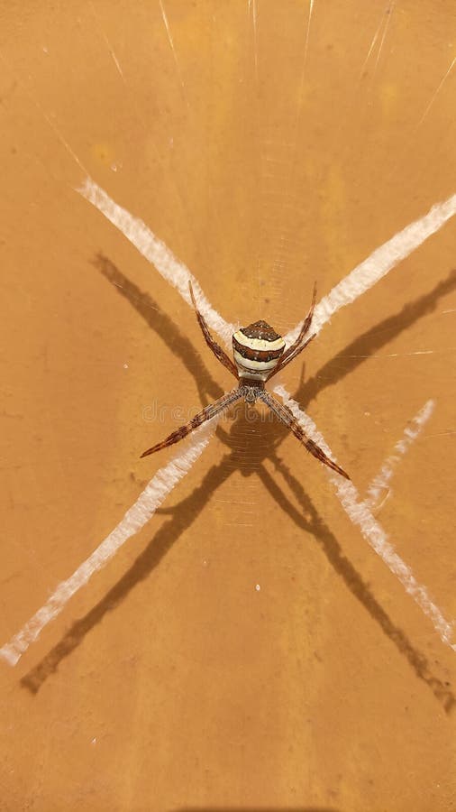 A signature spider in web stock photo. Image of invertebrate - 214591512