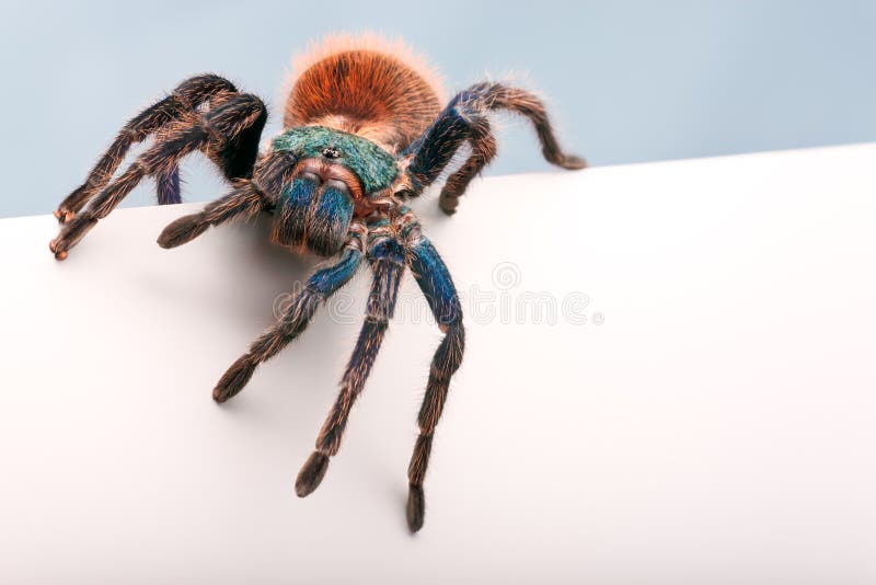 Tarentule Bleue Front View De Greenbottle Image stock - Image du bleu ...