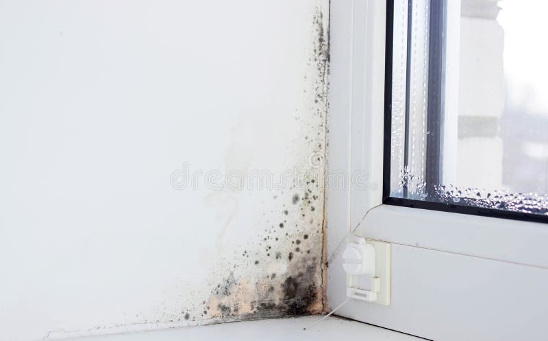 A Significant Amount of Mold is Visible in the Corner of the Window ...