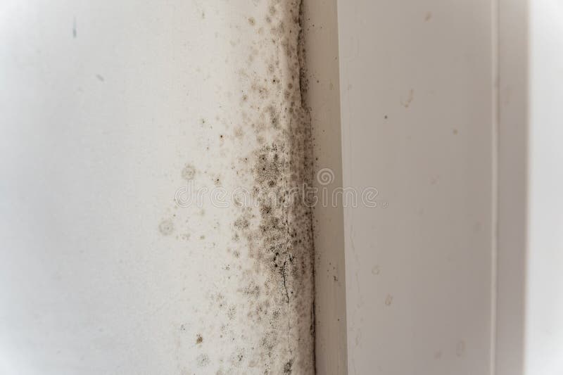 A Significant Mold Infestation is Visible in the Corner of a Wall ...