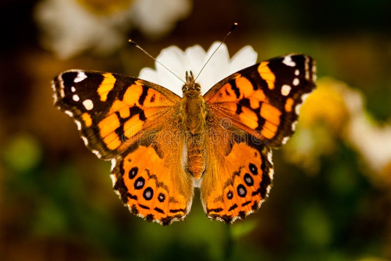 Signora Butterfly Della Costa Ovest Immagine Stock - Immagine di ...