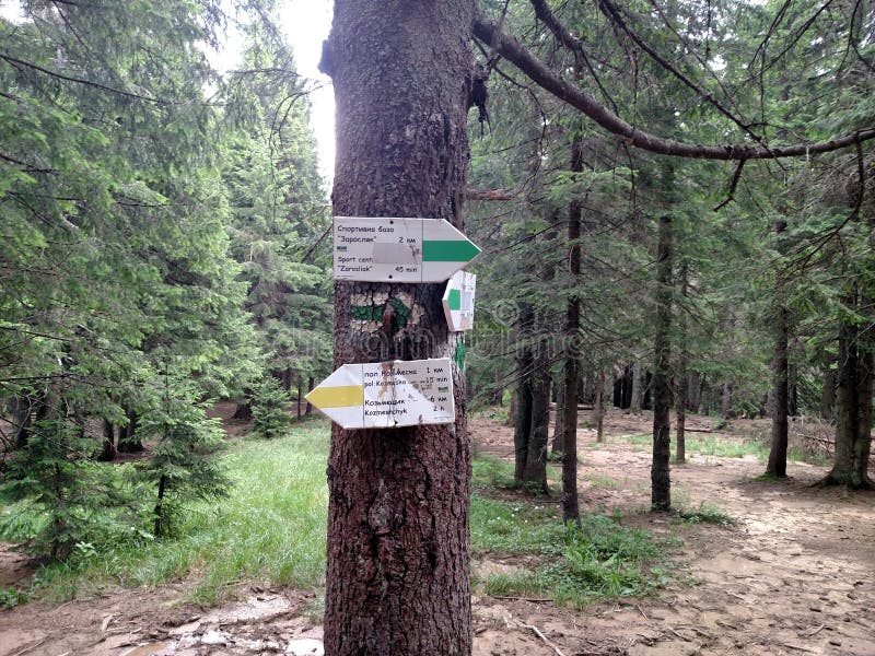 Signpost in Forest Directional Signs Trail Stock Photo - Image of ...
