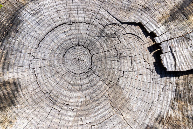 Top View of a Cut Tree Trunk. Stock Image - Image of circular, sawed ...
