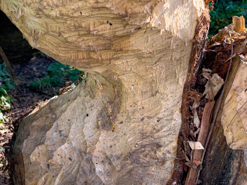 Signs of Beaver Activity Along the River Otter, Otterton, Devon Stock ...