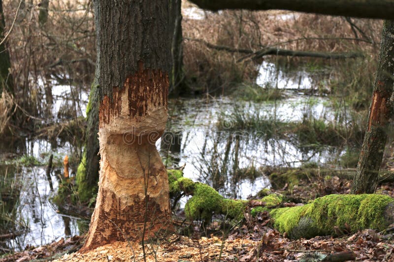 Signs of beaver activity stock image. Image of wooden - 273483981