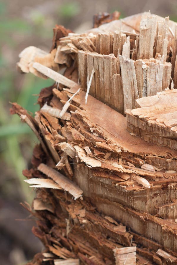 Signs of Cut Trees.Traditional Cutting. Stock Image - Image of empty ...