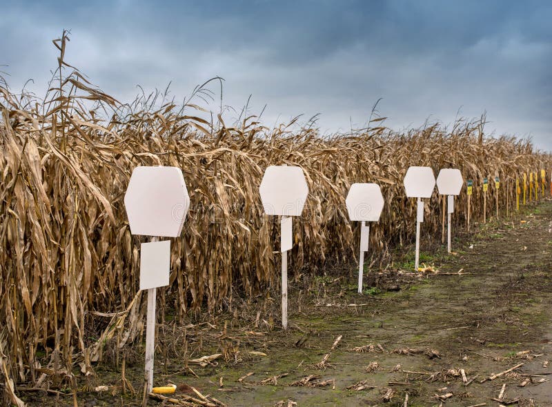 Signs on Demo Plots of Corn during Harvest Stock Image - Image of ...