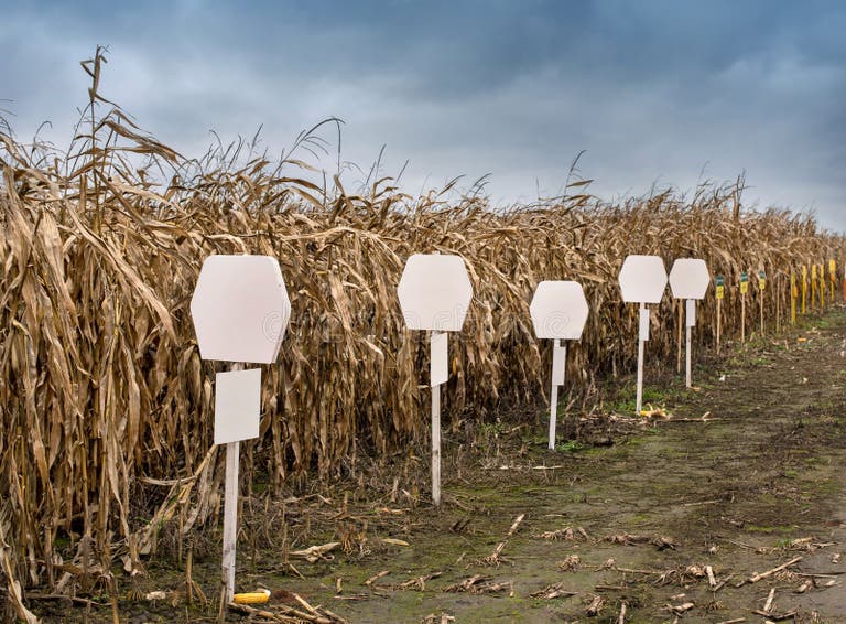 Signs on Demo Plots of Corn during Harvest Stock Image - Image of ...