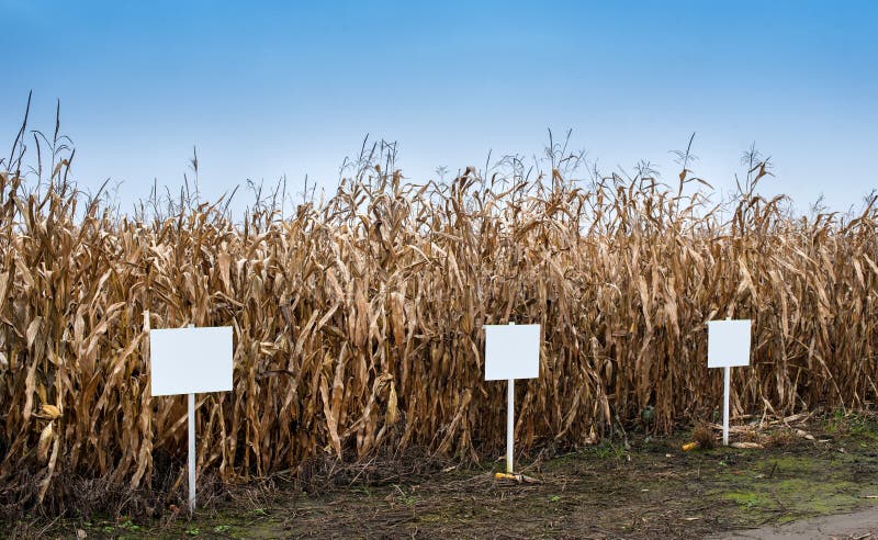 Signs on Demo Plots of Corn during Harvest Stock Photo - Image of rural ...