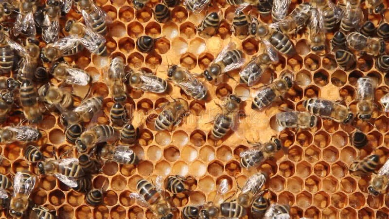 Signs of the Development of a Bee Colony Stock Video - Video of cells ...