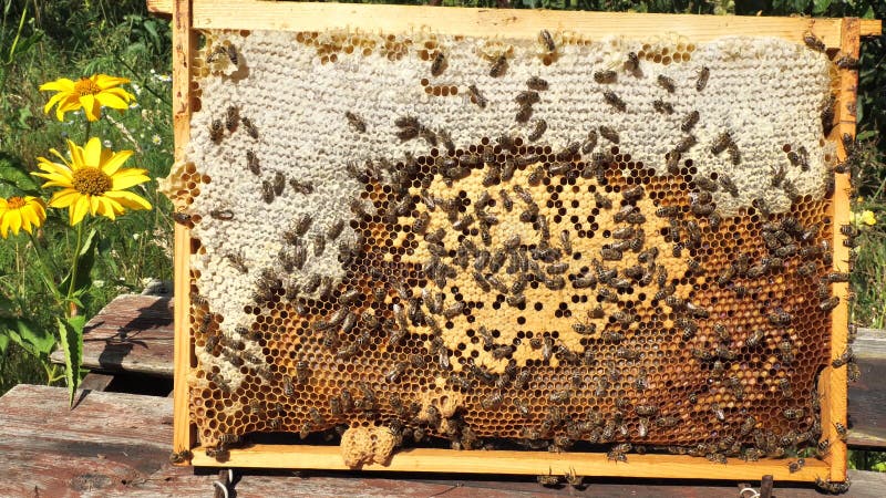 Signs of the Development of a Bee Colony Stock Video - Video of brown ...