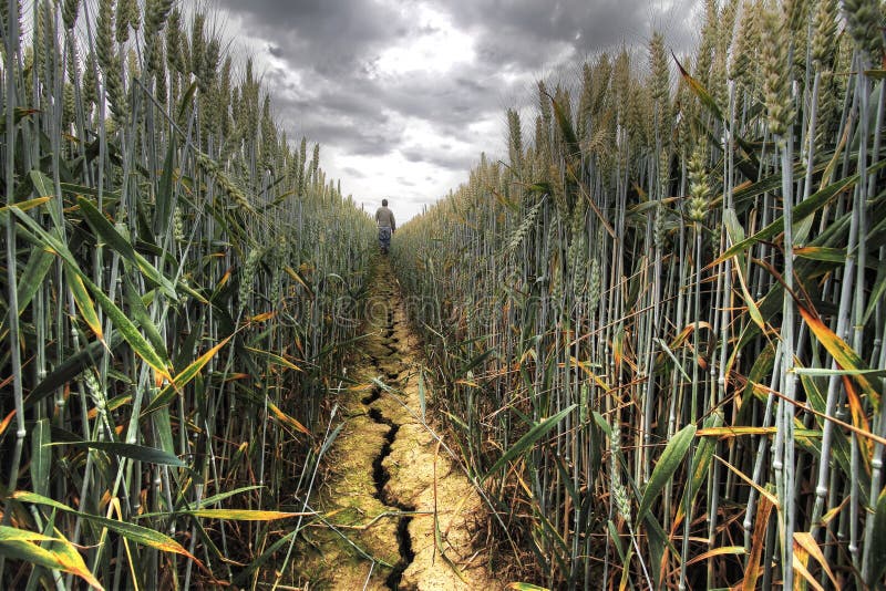 Signs of drought stock image. Image of climate, barley - 105476293