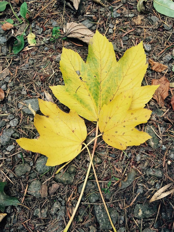 Signs of Fall - Leaves on the Floor Stock Photo - Image of floor, fall ...