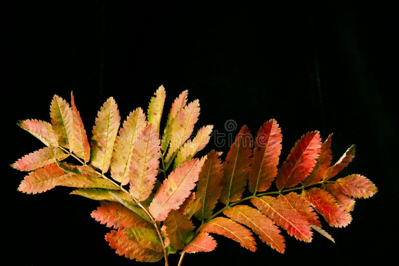Signs of fall stock photo. Image of autumn, bouquet, season - 33506634