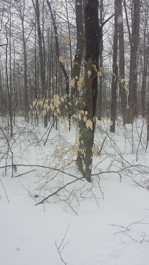 Blustering Winds Stock Photos - Free & Royalty-Free Stock Photos from ...