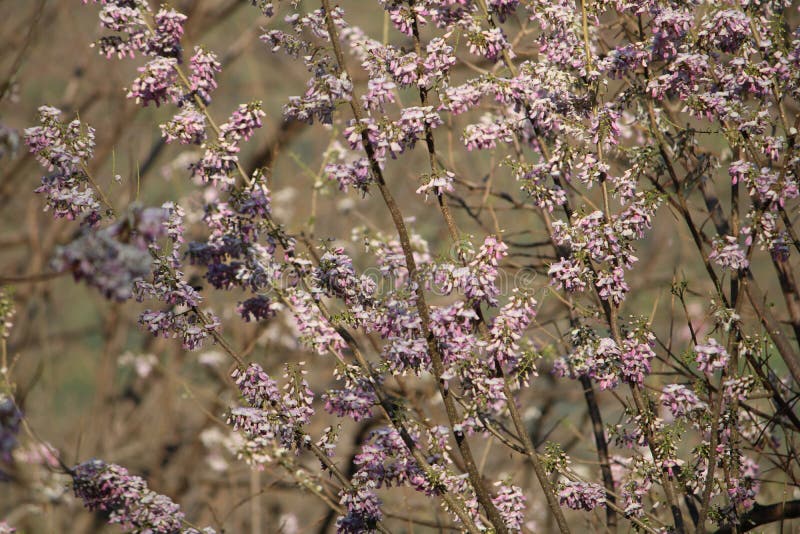 Signs of spring stock photo. Image of petal, lavender - 224631256