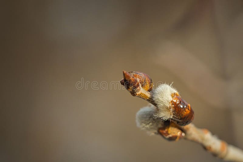 Signs of spring stock image. Image of colorful, fresh - 88869587